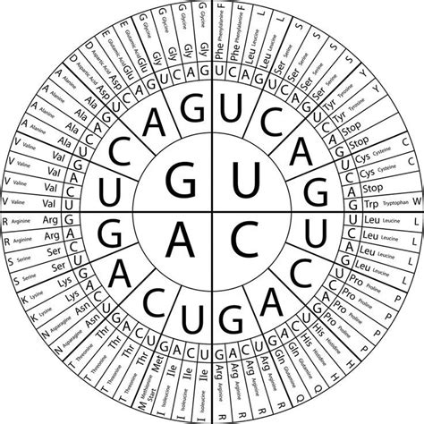 Standard Mrna Genetic Code Wheel For Translation Protein Synthesis In