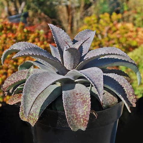 Barney Mangave Starter Plant Rare Agave And Manfreda Hybrid Purple Spots
