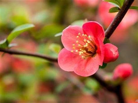 擁有花中神仙美稱的海棠花我們在家中如何養殖呢 每日頭條