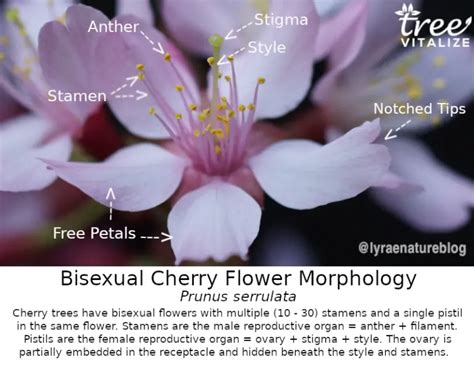 16 Different Types Of Cherry Trees And Identifying Features