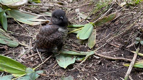 トケン類の幼鳥だと思うのですが 日本の野鳥識別図鑑