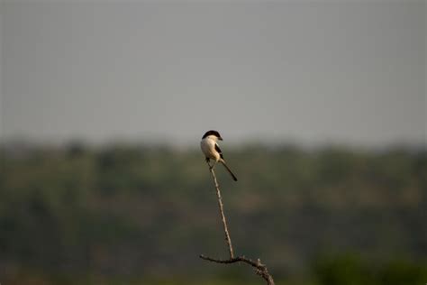 Premium Photo Weenen Nature Reserve South Africa