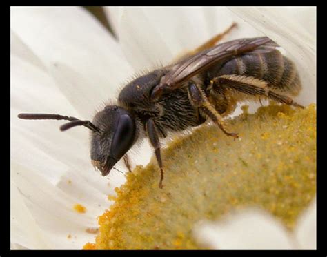 Ants Bees Wasps And Sawflies Hymenoptera Australian Natural History