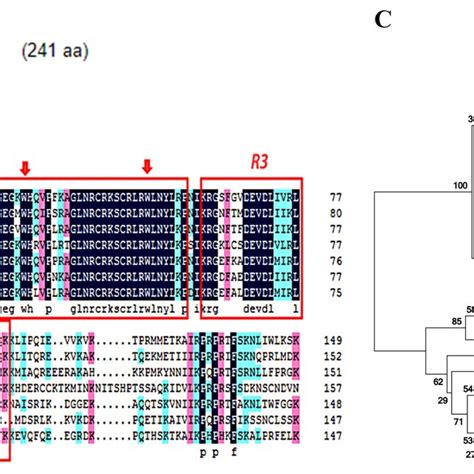 Conserved Motif And Phylogenetic Analysis Of Amino Acid Sequences Of Download Scientific