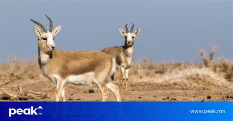 Хар сүүлт агнаж 6 6 сая төгрөгийн хохирол учруулсан хэргийг прокурорт хүргүүлжээ Peak News