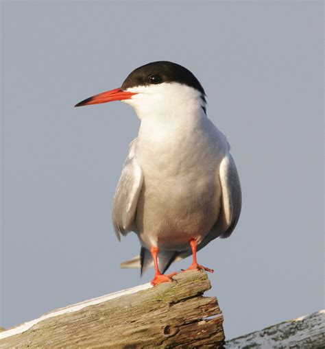 Another Bird Blog One Good Tern