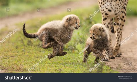 Cheetah Cubs Running