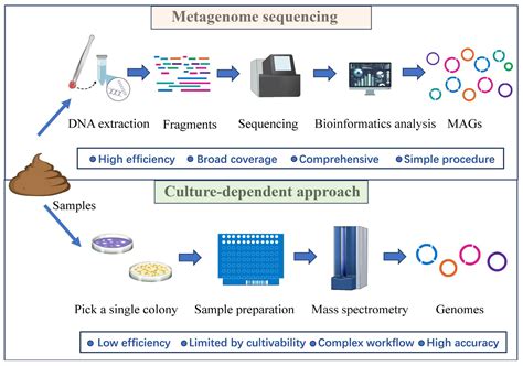Unlocking The Potential Of Metagenomics With The Pacbio High Fidelity Sequencing Technology