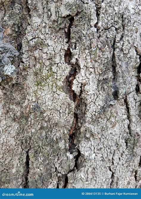 Texture Of Mango Tree Bark In The Shape Of Female Genitalia Royalty Free Stock Image