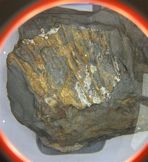 Partial Ammonite Maybe Pectinatites Member Collections The Fossil