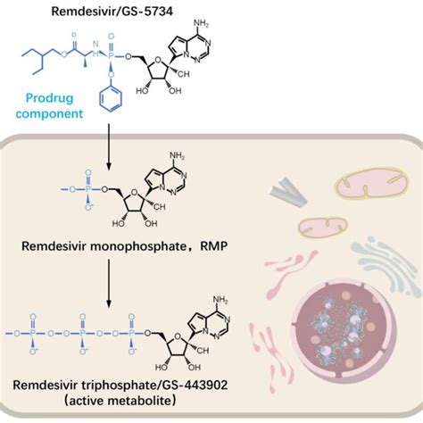 Structure Of Remdesivir Download Scientific Diagram