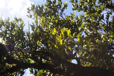 월계수 숲의 월계수 나무 또는 포르투갈 마데이라 섬의 유네스코 세계 문화 유산 마데이라 자연 공원의 상록수 숲의 Laurissilva 0명에 대한 스톡 사진 및 기타 이미지