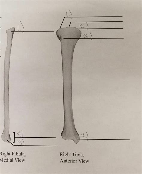 Right Fibula And Tibia Diagram Quizlet