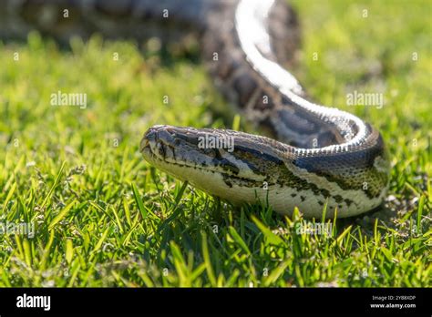 A Python Moving Slithering Along A Grass Ground At The Lawnwood Snake