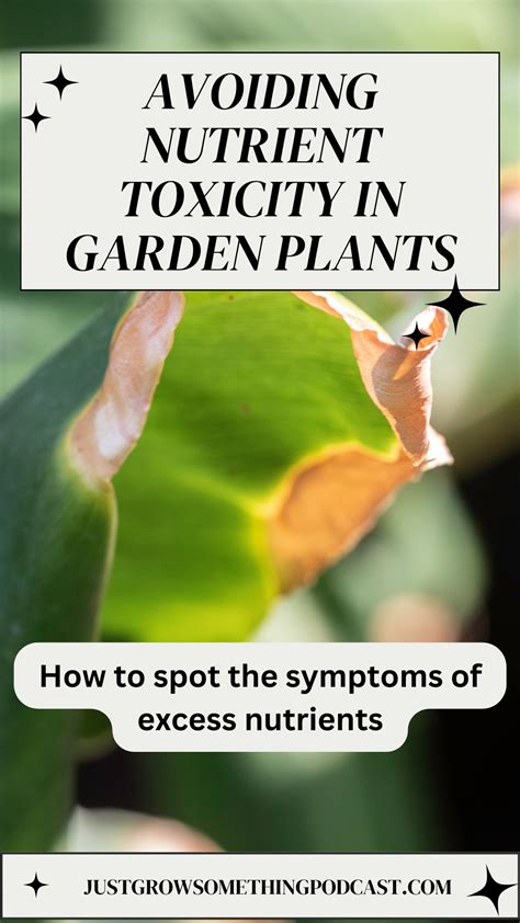 Indicators Of Nutrient Toxicity In Garden Plants Just Grow Something