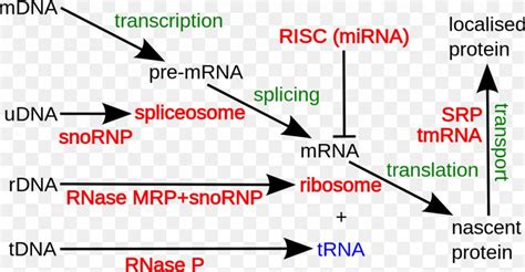 Non Coding RNA Non Coding DNA Coding Region Ribosomal RNA PNG X Px Noncoding Rna