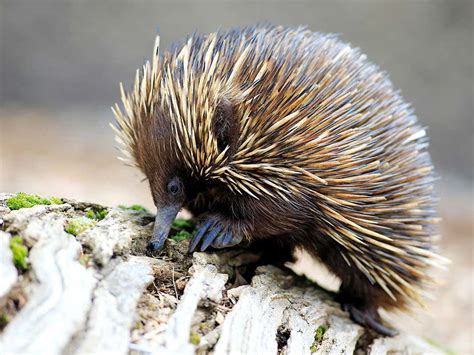 Echidna Ten Reasons To Love Echidnas Natural History Museum
