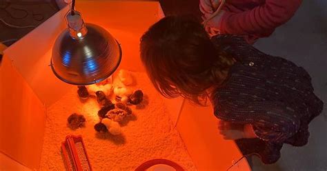 First Time Having Chicks When Should We Start Socializing Them With