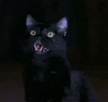 Scared Black Cat 