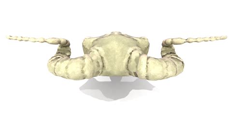 3d Model Ram Skull Turbosquid 2189104