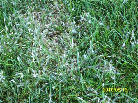 Pythium Blight Dopopia