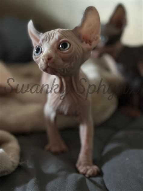 Mouse One Of Of Our Kittens Smallest In The Litter 🥹 R Cats