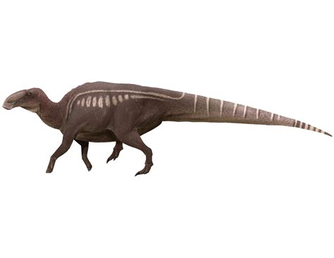 Edmontosaurus Duck Bill Supreme Fossil Crates