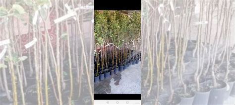 Питомник растений купить в Нововеличковской Товары для дома и дачи Авито