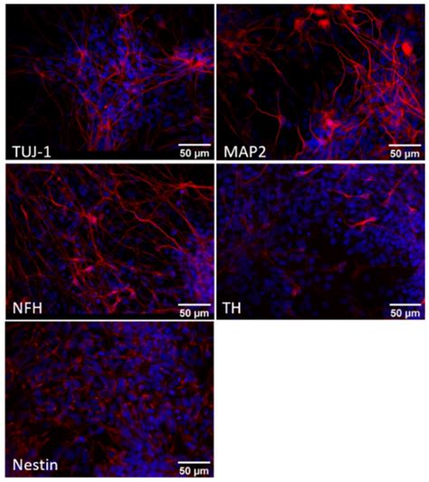 Heatmap Of Metabolites Detected By Mass Spectrometry In Ipscs And