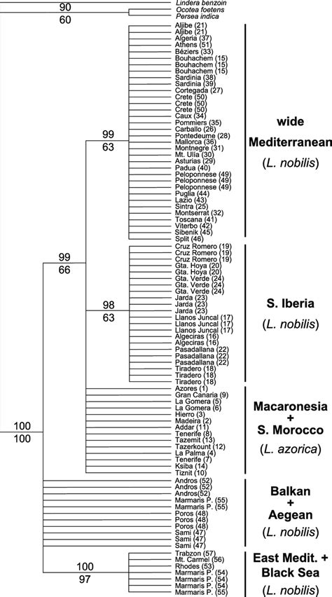 Consensus Bayesian Inference Tree Based On The Combined Data Sets Of