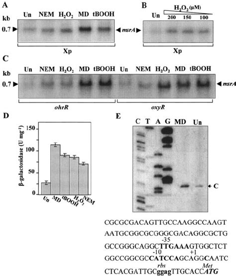 oxidant inducible msra expression and localization of the msra