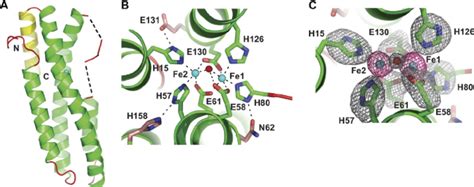 Crystal Structure Of Fbxl5 Hemerythrin Domain A Ribbon Download