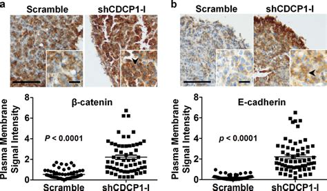 Co Localization Of E Cadherin And β Catenin At The Cell Surface Is Download Scientific Diagram