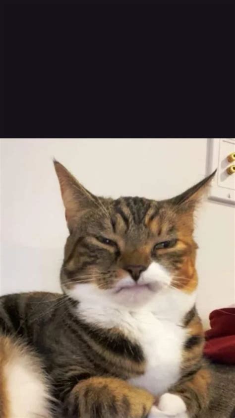 Kitty Lost All Her Front Teeth And Now Looks Like Everyones Grumpy Dad