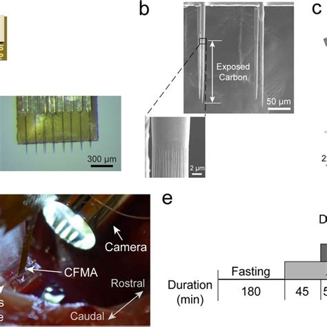Carbon Fiber Microelectrode Array Cfma And Experimental Setup A Download Scientific