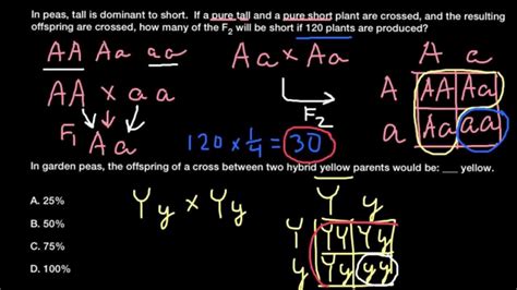 How To Solve Simple Mendelian Problems YouTube