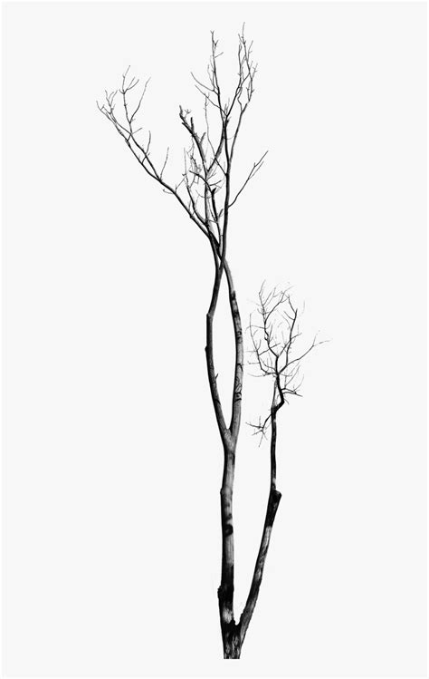 Dead Tree With No Leaves Tree With No Background Bare Gambar Pohon Tanpa Daun Hitam Putih HD