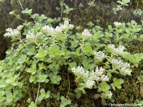 Sedum Ternatum Illinois Botanizer