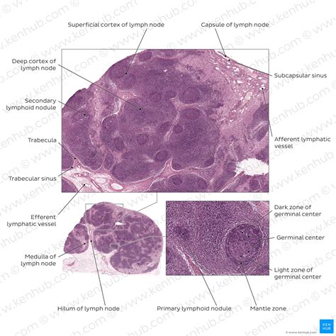 Lymph Node