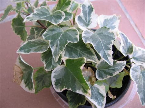 7 Plantas De Interior Que Necesitan Poca Luz