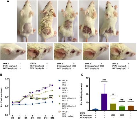 Frontiers Anti Inflammatory And Immunomodulatory Effects Of Polysaccharide Extracted From