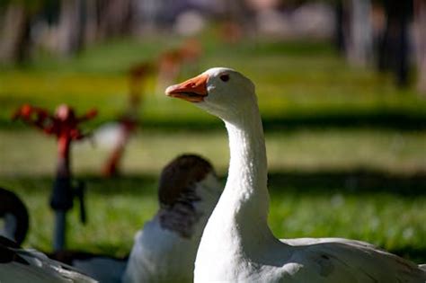 20 000 개의 최고의 아프리카 거위 사진 · 100 무료 다운로드 · Pexels 스톡 사진