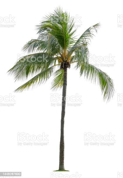 흰색 배경에 고립 된 아름다운 코코넛 야자수 건축 디자인 또는 장식 작업에 사용하기에 적합합니다 0명에 대한 스톡 사진 및 기타 이미지 Istock