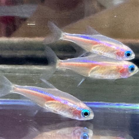 Gold Neon Tetra Discus Madness
