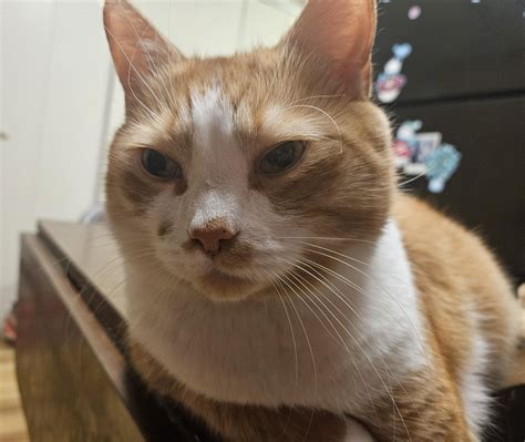 I Has Had Enuff Rlegalcatadvice