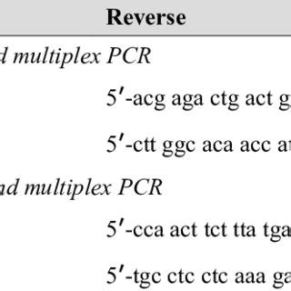 Primer Sequences For Nested Multiplex PCR Download Table