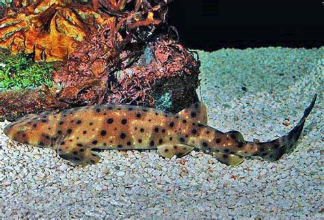 Species