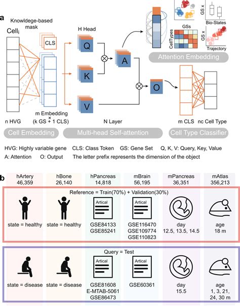 algorithmic framework of tosica a the model is trained on single cell