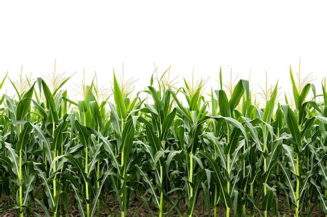 Green Maize Field With Tall Corn Plants Isolated On Pure White Background Agricultural Concept