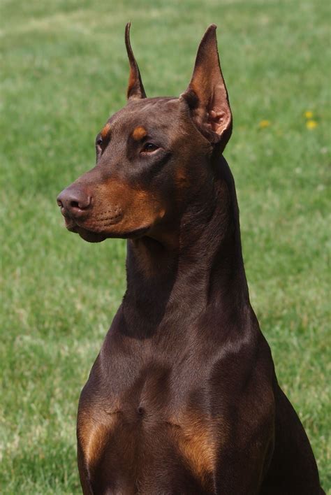 Original Doberman The History And Origins Of European Dobermans Wrqsdq